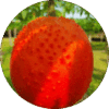 GAC Fruit and its health benefits - GAC Fruit Asia | Leading Innovators ...
