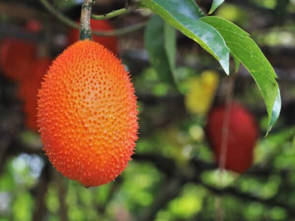 GAC Fruit and its health benefits - GAC Fruit Asia | Leading Innovators ...
