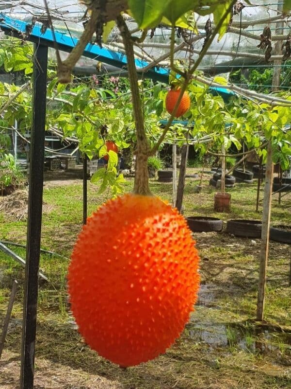 Discover the Benefits of Gac Fruit | Gactivate & iGAC Plus