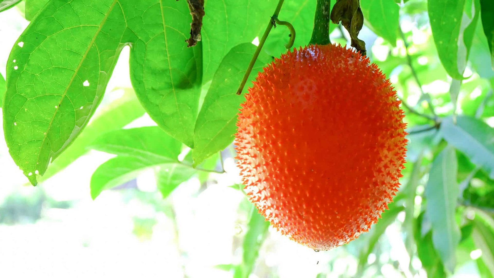 GAC Fruit and its health benefits - GAC Fruit Asia | Leading Innovators ...