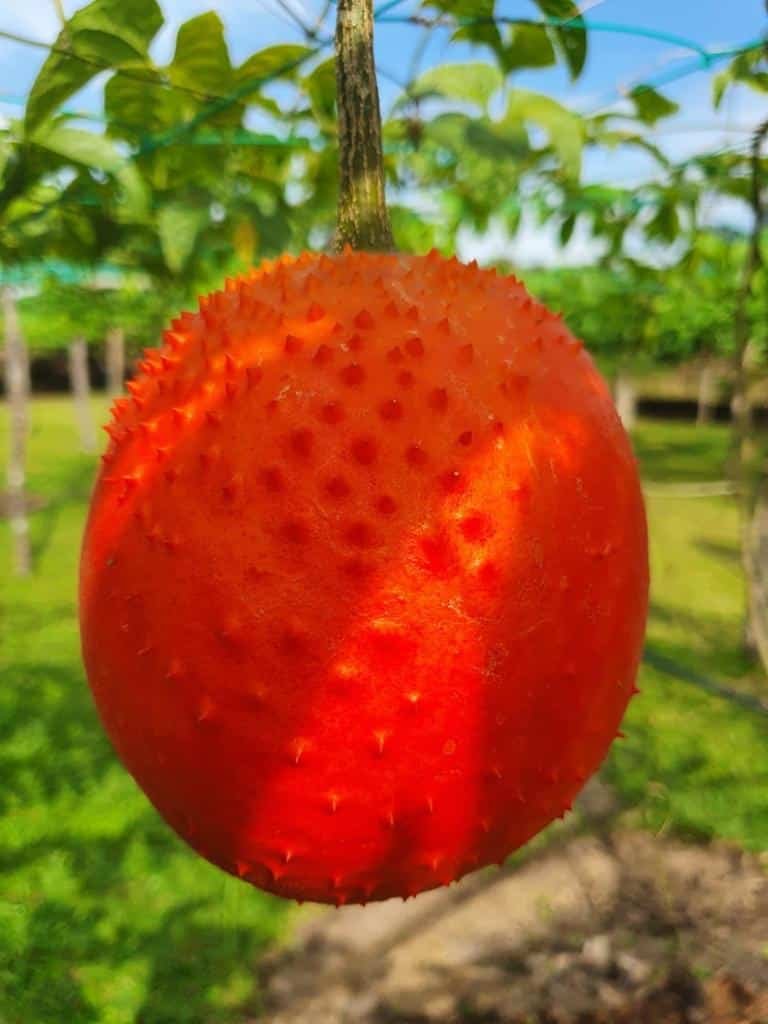 Photos and Testimonials - GAC Fruit Asia | Leading Innovators in ...