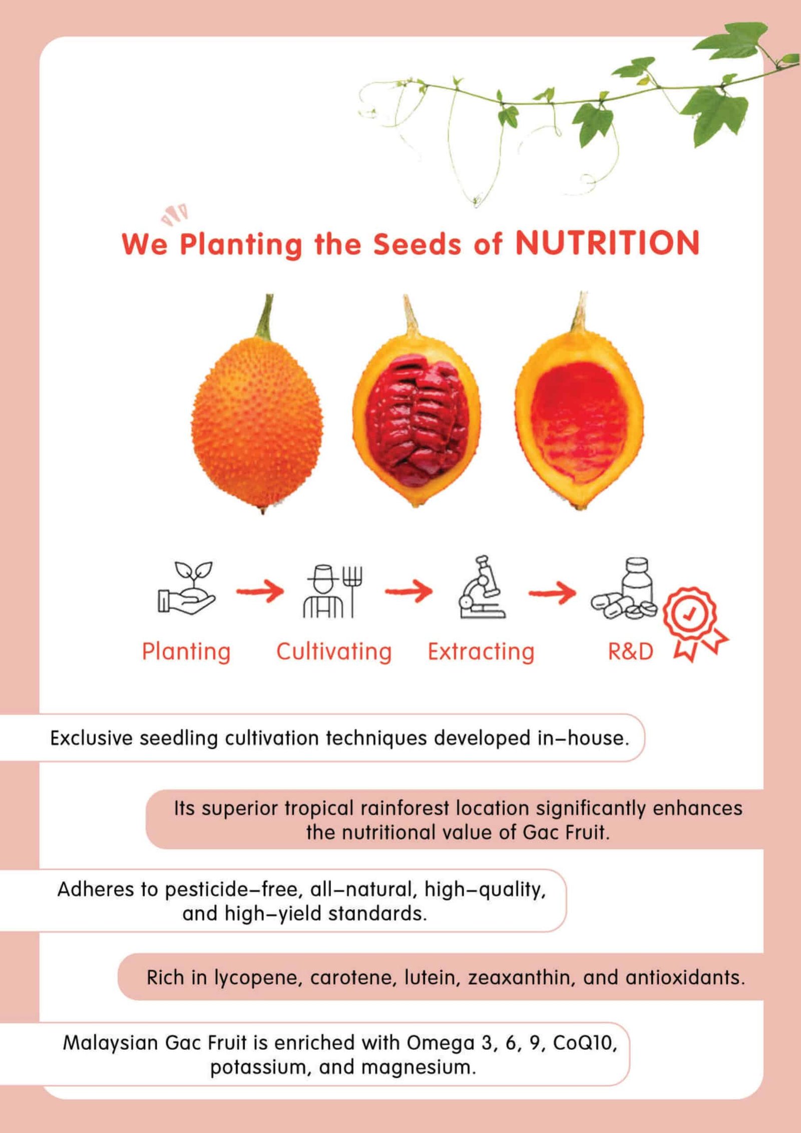 Our Story | Gac Fruit Malaysia - Leaders in Gac Fruit Research